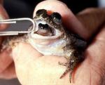 How scientists are bringing this weird, extinct, baby-barfing frog back ...