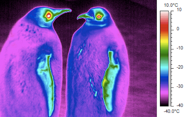Trippy-looking thermal photos show penguins are even colder than the ...