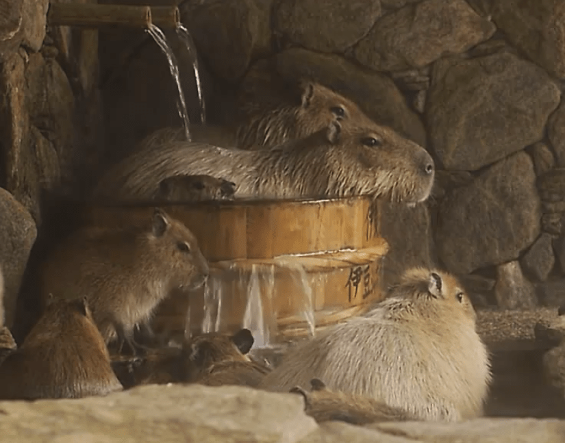 Here are some capybaras hanging out in a hot tub | Grist