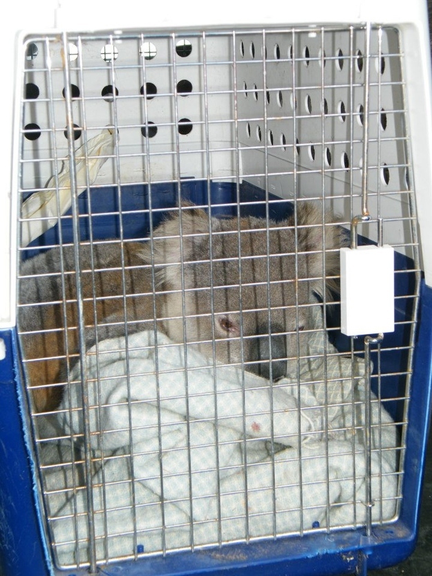 The heartbreaking, heartwarming saga of a homeless koala | Grist