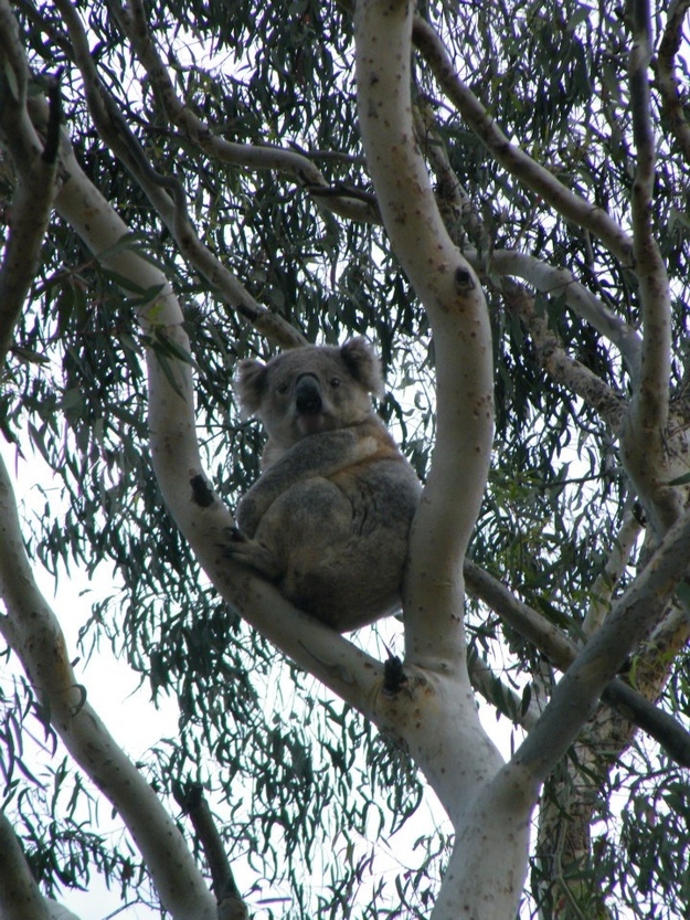 The heartbreaking, heartwarming saga of a homeless koala | Grist