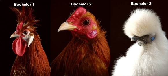 Take our quiz to figure out what kind of chicken is right for you | Grist