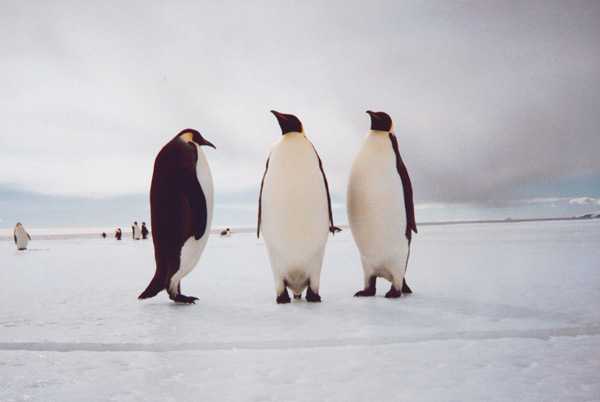 It's World Penguin Day! Here are some ways to celebrate | Grist