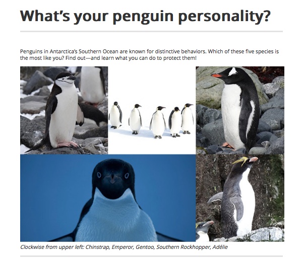 It's World Penguin Day! Here are some ways to celebrate | Grist