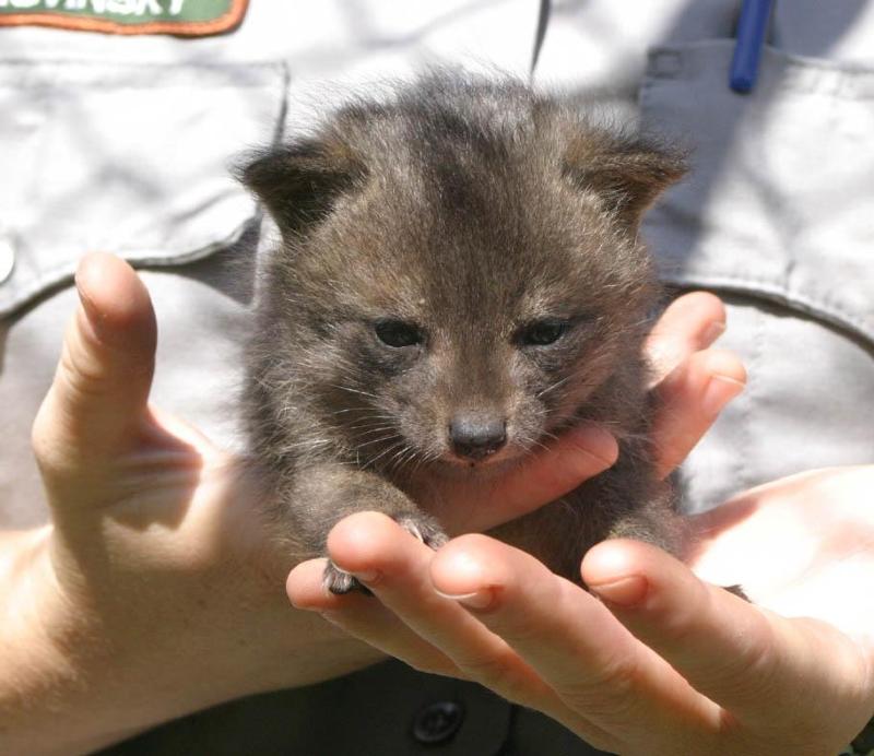 Tiny, adorable "dwarf" foxes rescued from extinction | Grist