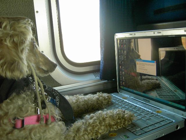 Amtrak may start allowing pets to ride with you | Grist