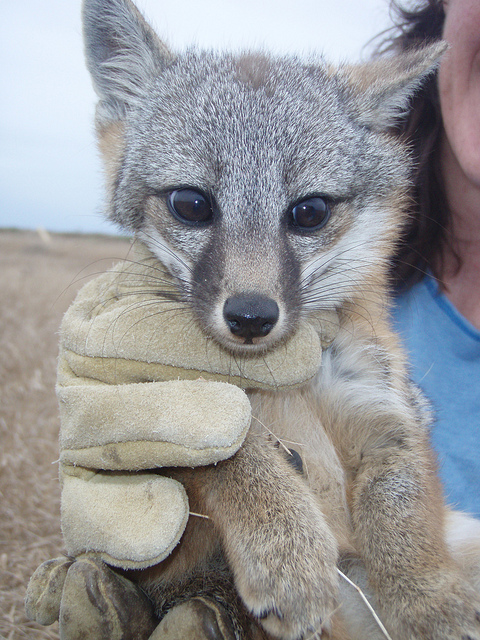 Tiny, adorable "dwarf" foxes rescued from extinction | Grist