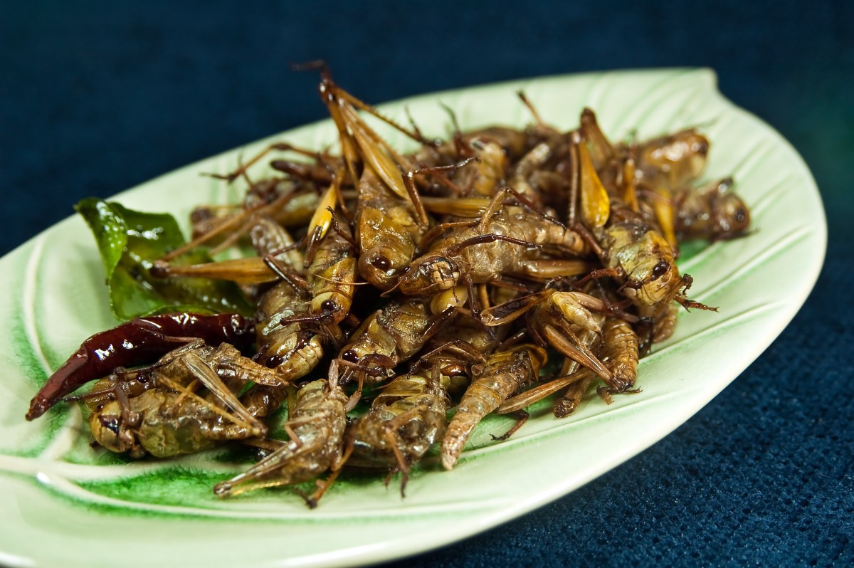 U.N. to world: "Eat your insects." | Grist