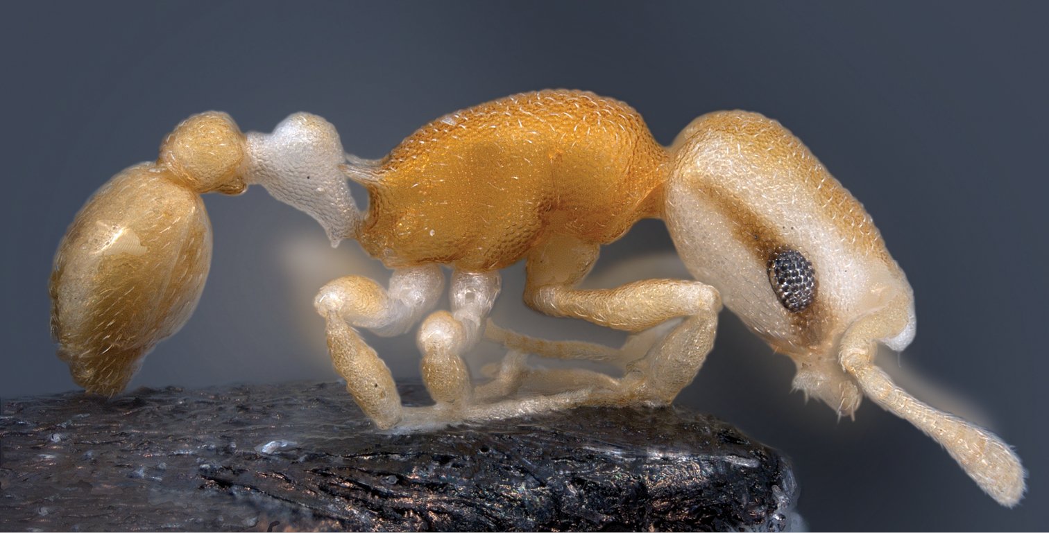 Crazy translucent ant looks like it's covered in diamonds | Grist