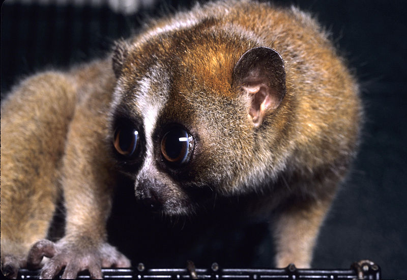 Imagining power utilities for the 21st century (with slow lorises!) | Grist