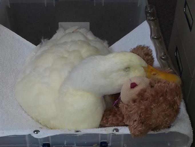Disabled duck gets new foot thanks to 3D printing | Grist