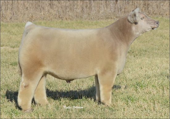 Fluffy cows are the Honey Boo Boos of the bovine world | Grist