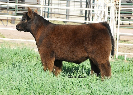 Fluffy cows are the Honey Boo Boos of the bovine world | Grist