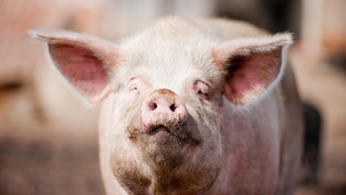 Europe reacted to livestock disease by banning pig swill. Here’s why ...