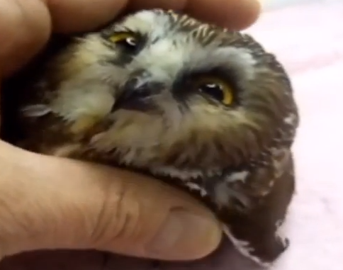 Watch this ridiculous deadpan video about owls | Grist