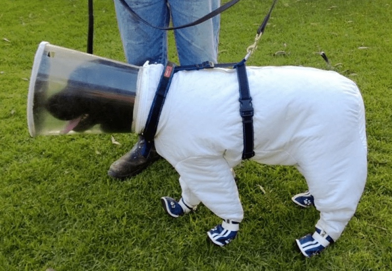 This dog in a beekeeper suit is not just being adorable (but he's also ...