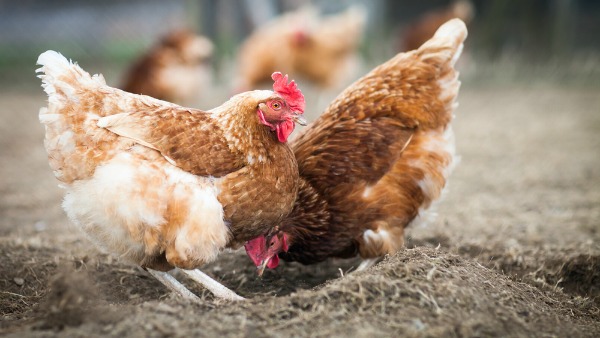 Has the world reached peak chicken? | Grist