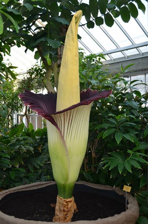 Eight-foot-tall “corpse flower” looks like a dick and smells like death ...