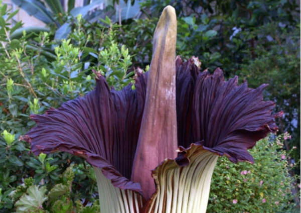 Watch a corpse-scented penis-flower bloom in real time | Grist