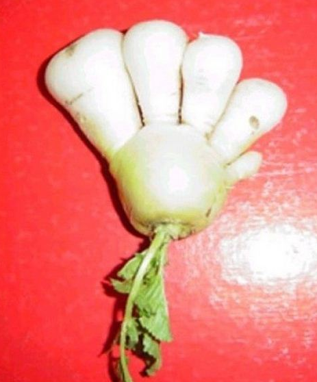 Hate fruits and veggies? These freaky photos will not help | Grist