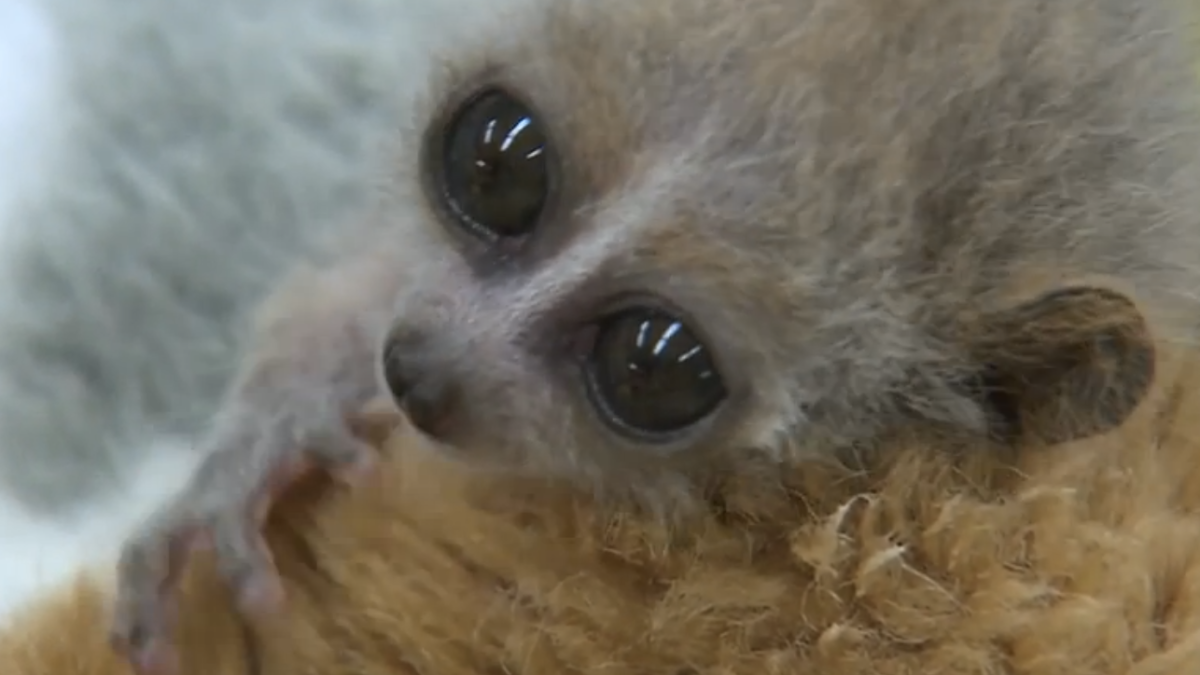 Watch a baby pygmy slow loris snuggle with its teddy bear | Grist