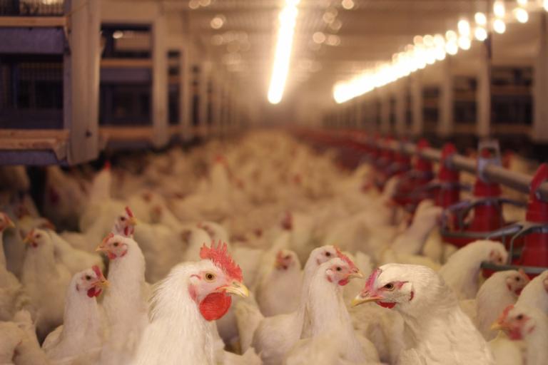 Poultry matter: What to do with all that chicken shit? | Grist