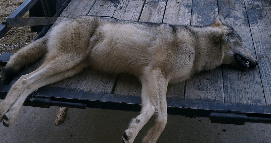 Hunter shoots the first endangered wolf seen in Kentucky in 150 years ...