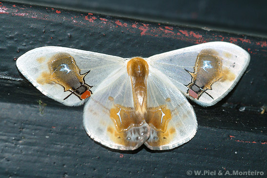 This beautiful moth is painted with images of other insects (and bird ...