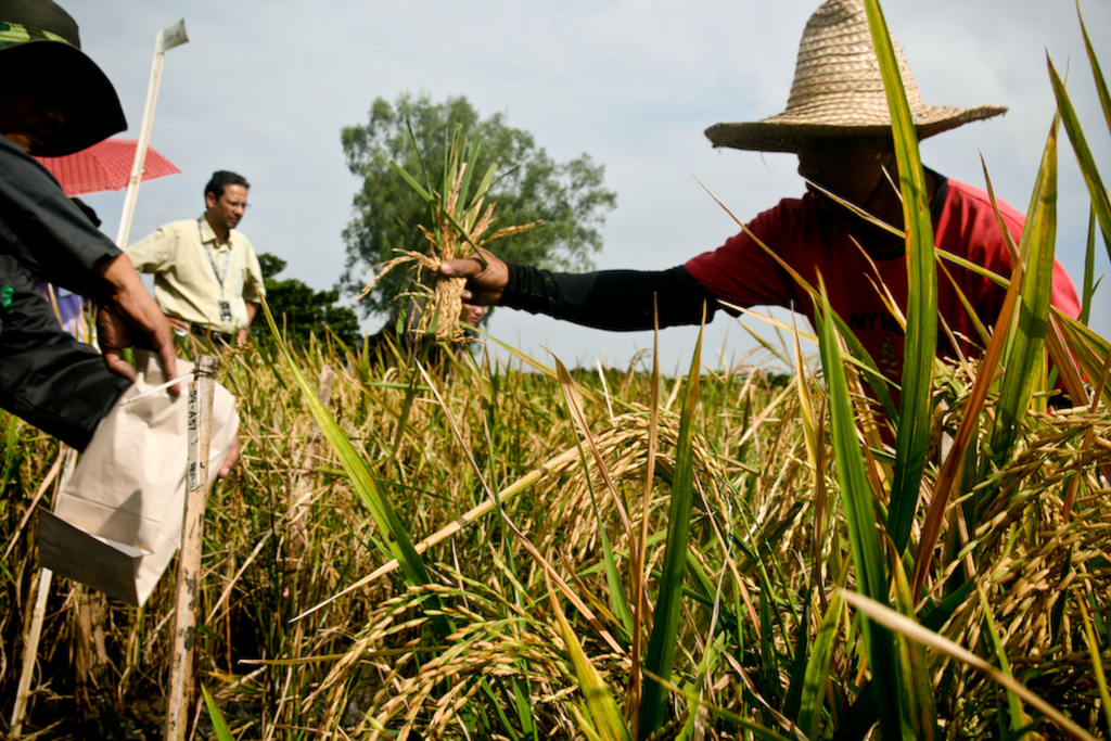 Golden Rice: Fool's gold or golden opportunity? | Grist
