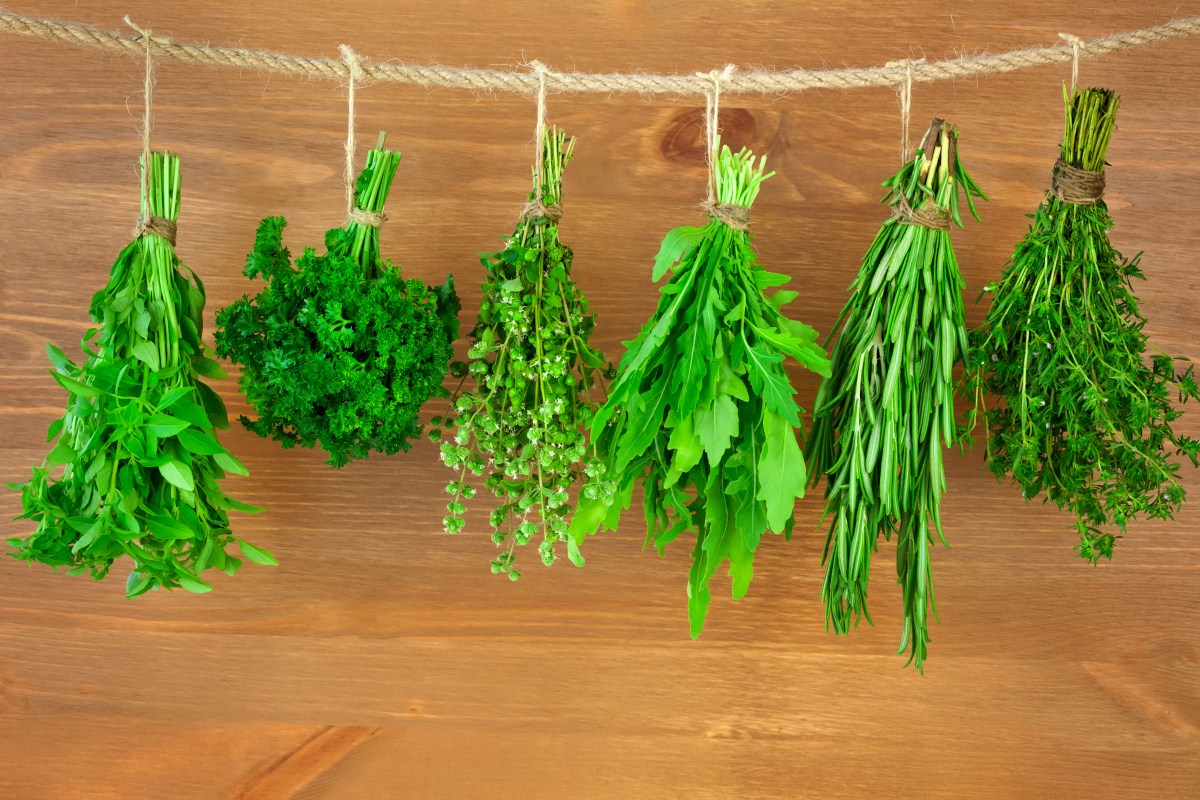 Reign of tarragon: How to start an herb share with neighbors | Grist