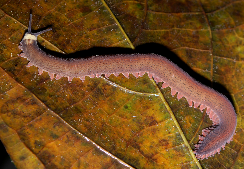 Newly discovered worm is basically a walking waterbed that spits glue ...