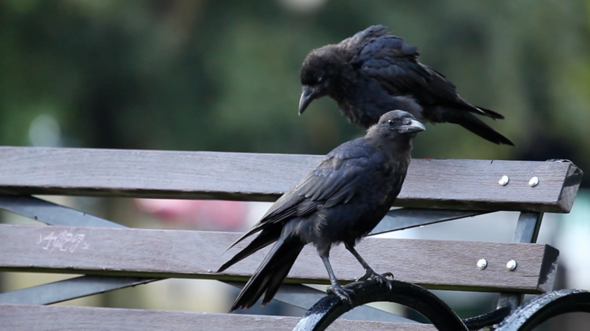 Bird’s-eye view: Why crows thrive in the urban jungle | Grist