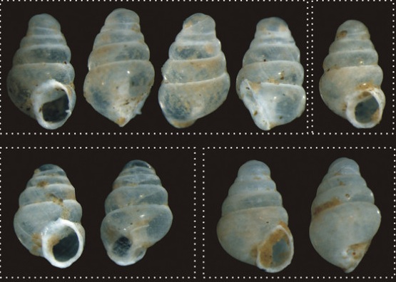 New species of snail looks like really unappetizing candy | Grist