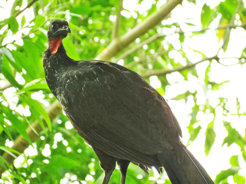 Bird poop coffee is the new trend in poop coffee | Grist