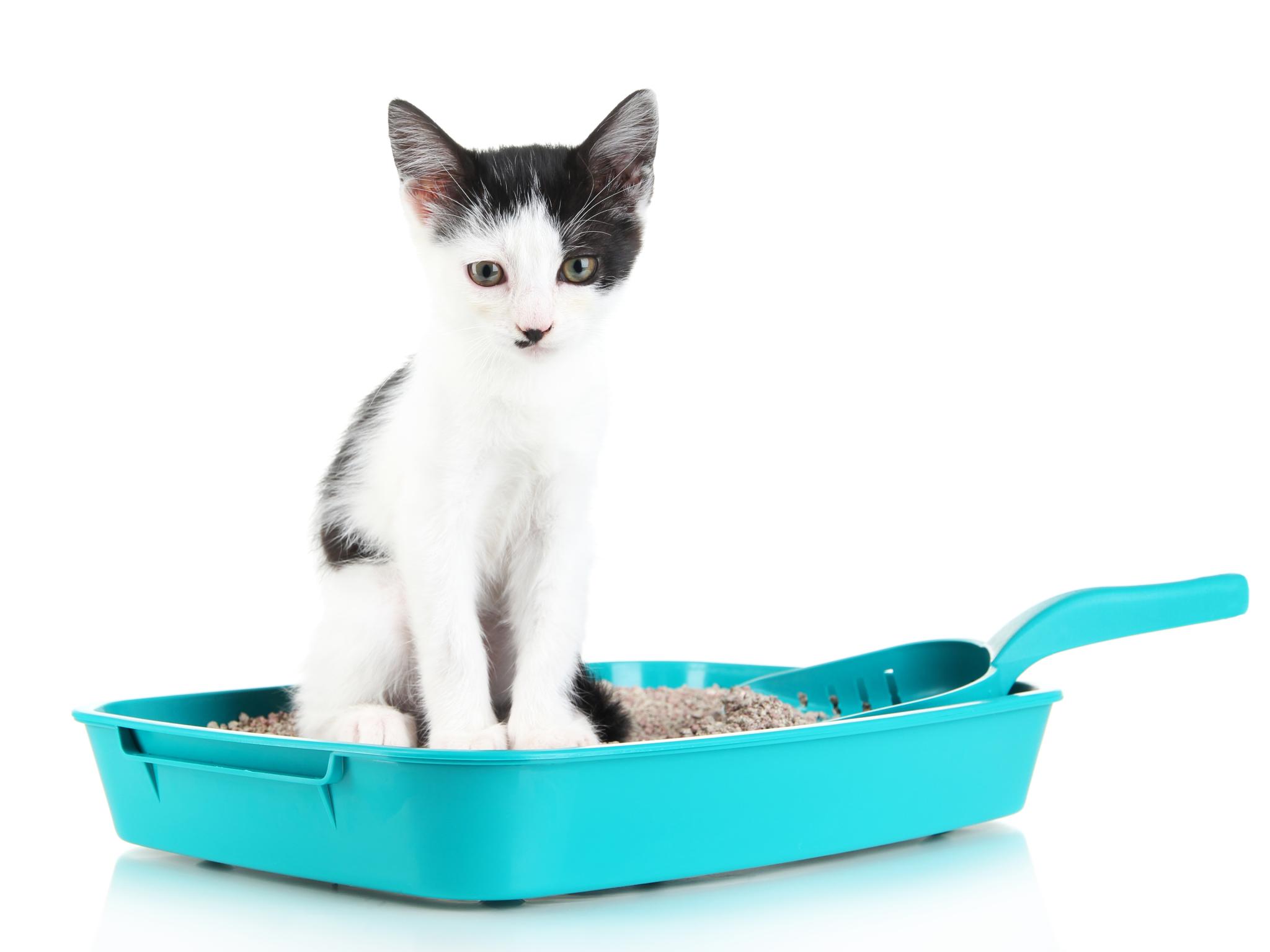 Ask Umbra: Which kitty litter option is best? | Grist