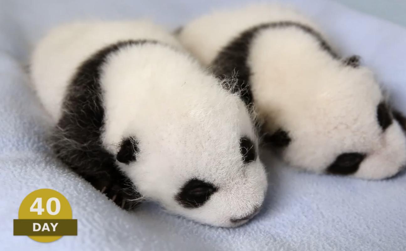 Watch 100 days of baby panda development in three minutes | Grist