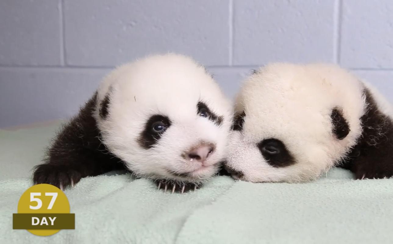 Watch 100 days of baby panda development in three minutes | Grist