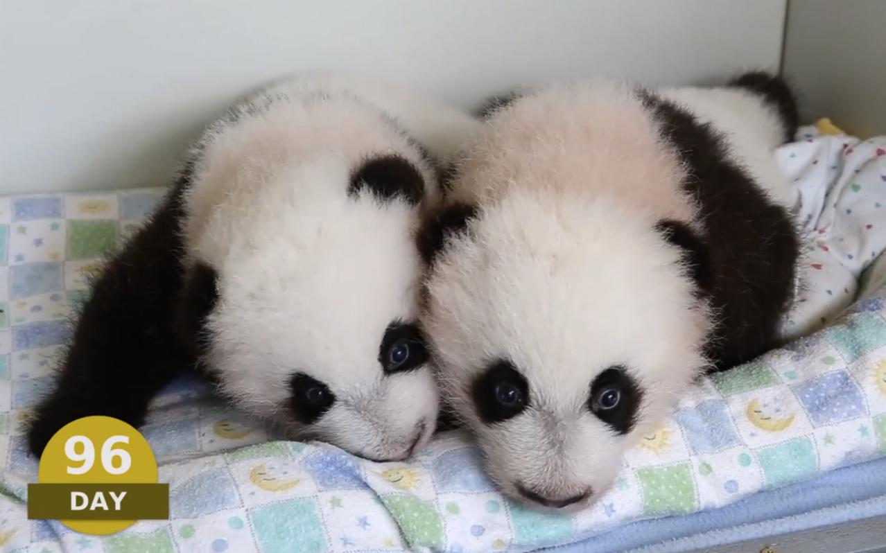 Watch 100 days of baby panda development in three minutes | Grist