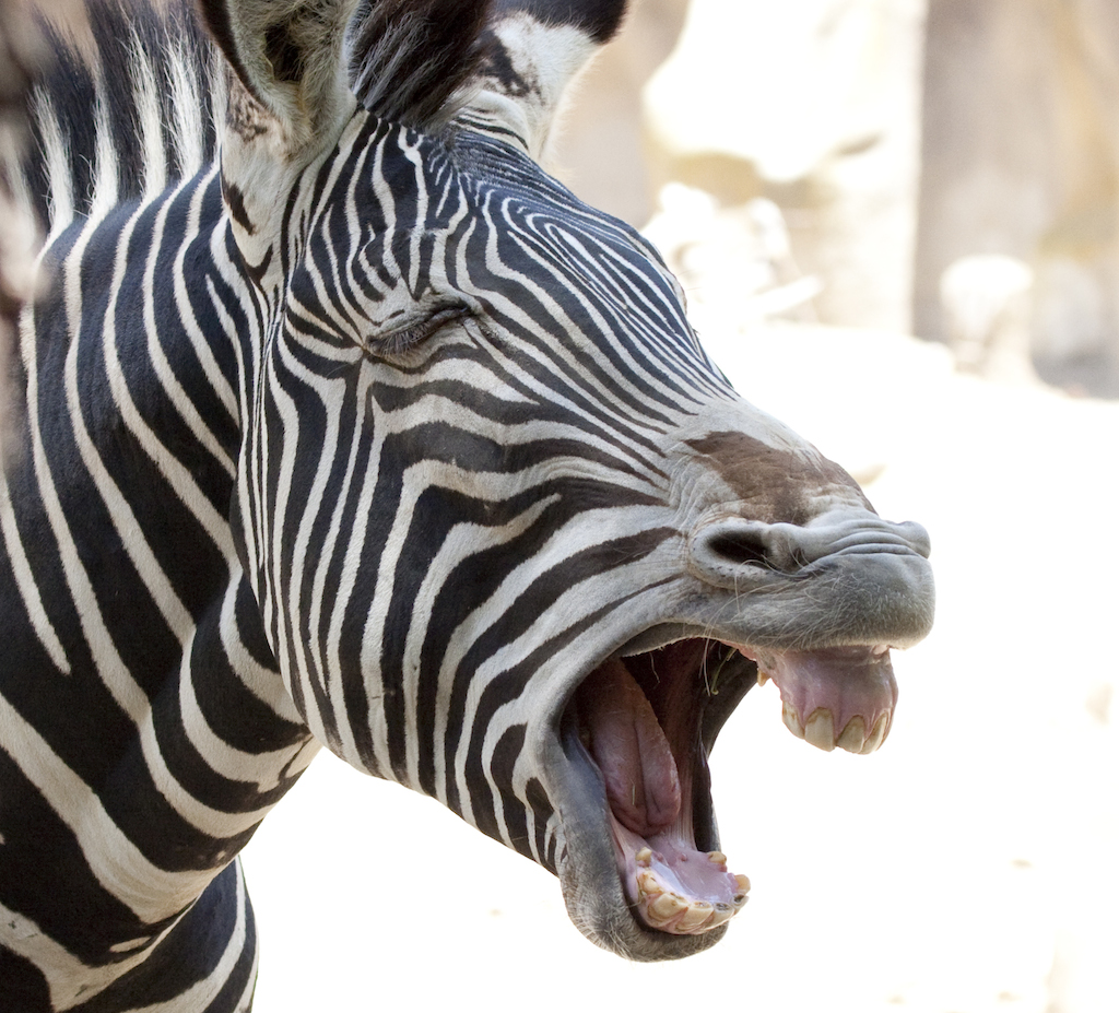 Zebras are finally taking their revenge on humans | Grist