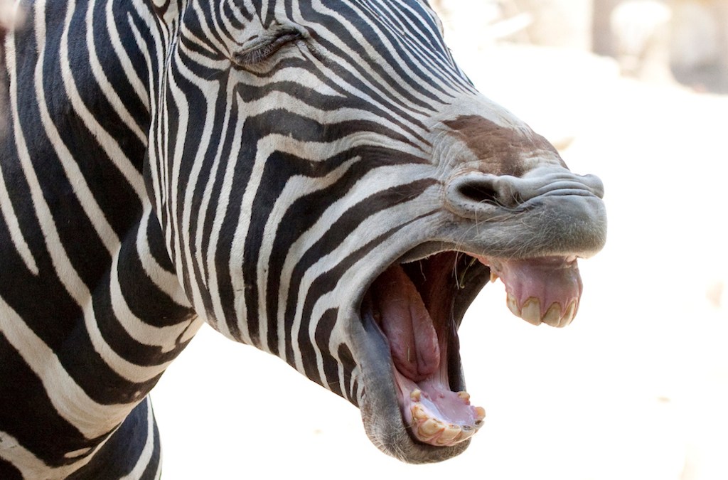 Zebras are finally taking their revenge on humans | Grist