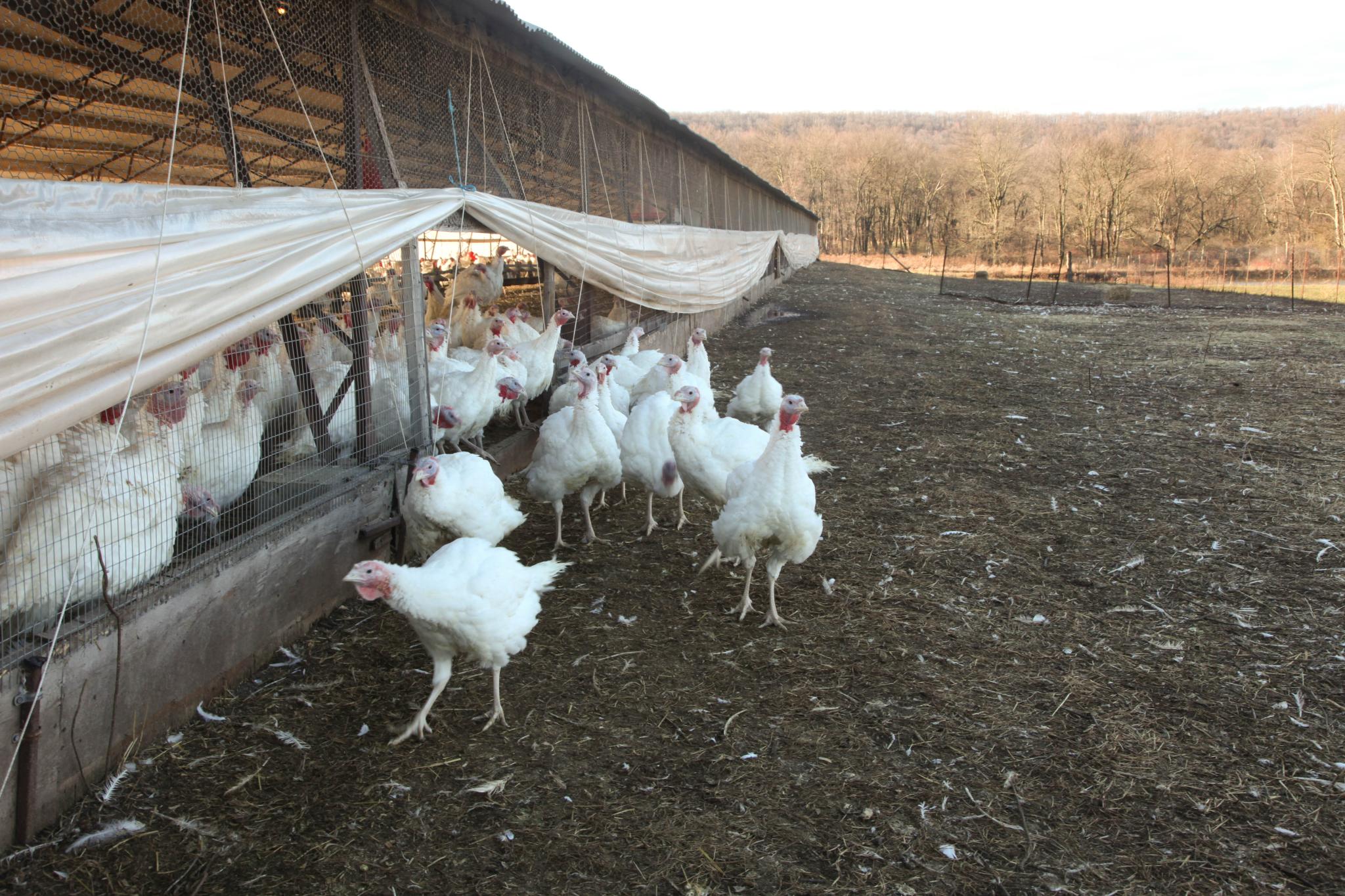 Calling fowl: How to pick the most humane turkey for Thanksgiving | Grist
