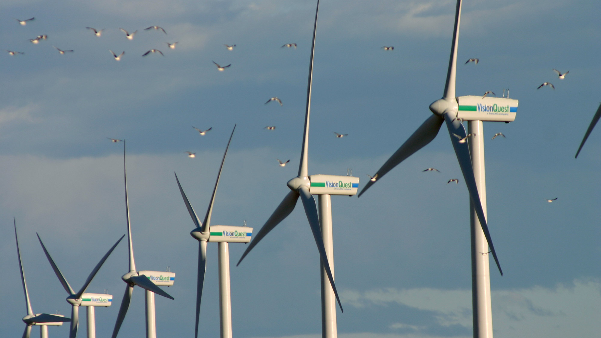 For the birds (and the bats): 8 ways wind power companies are trying to ...