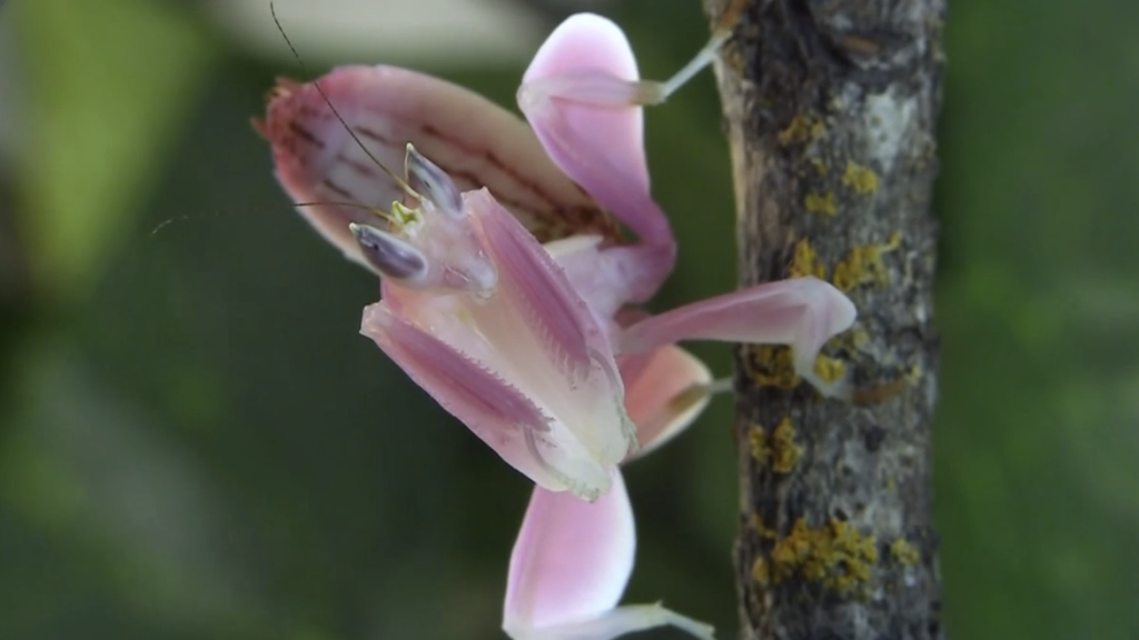 The orchid mantis may be the most beautiful bug we’ve ever seen | Grist