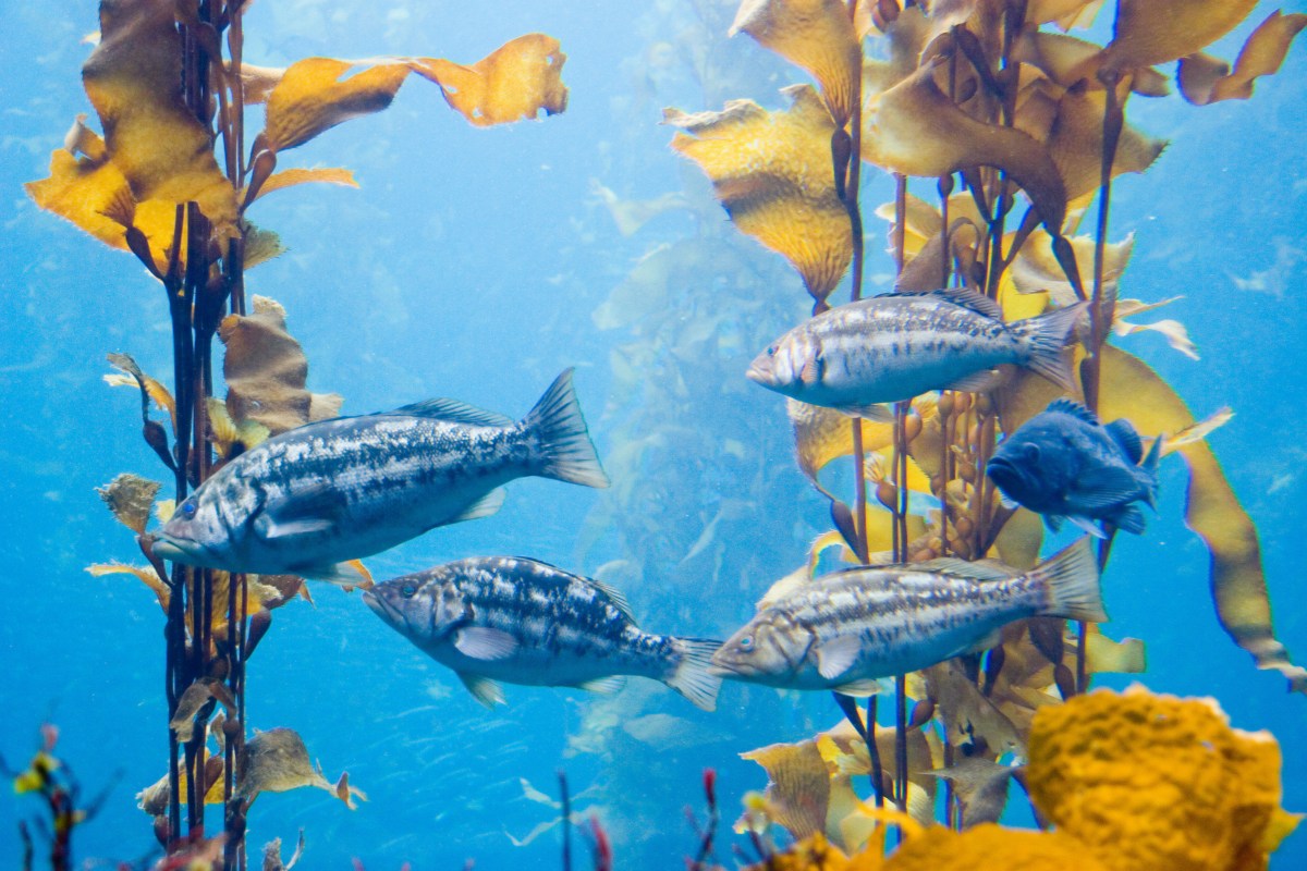 It's hard to order sustainable fish. This campaign could change that ...