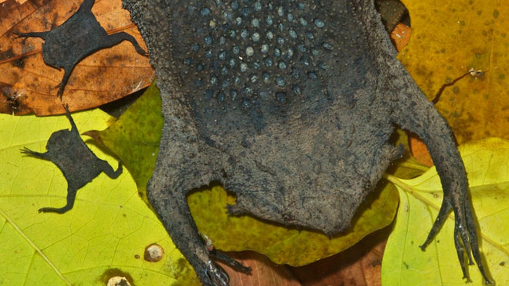 Watch baby frogs freakishly pop out of their mom’s skin | Grist