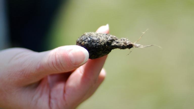 Join “The Great Poo Hunt” to keep tabs on invasive species, get free ...