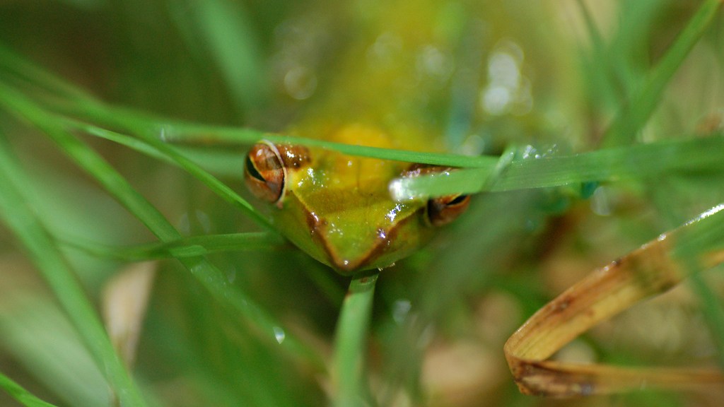 Singing frogs: Officially the most beautiful sound in the world