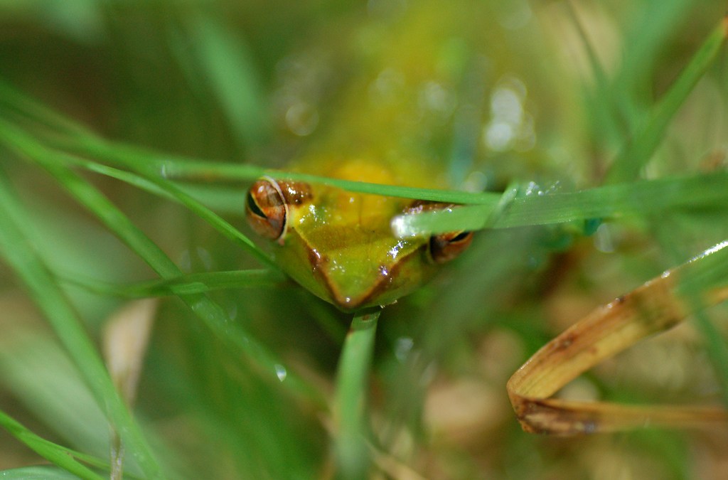 Singing frogs: Officially the most beautiful sound in the world | Grist