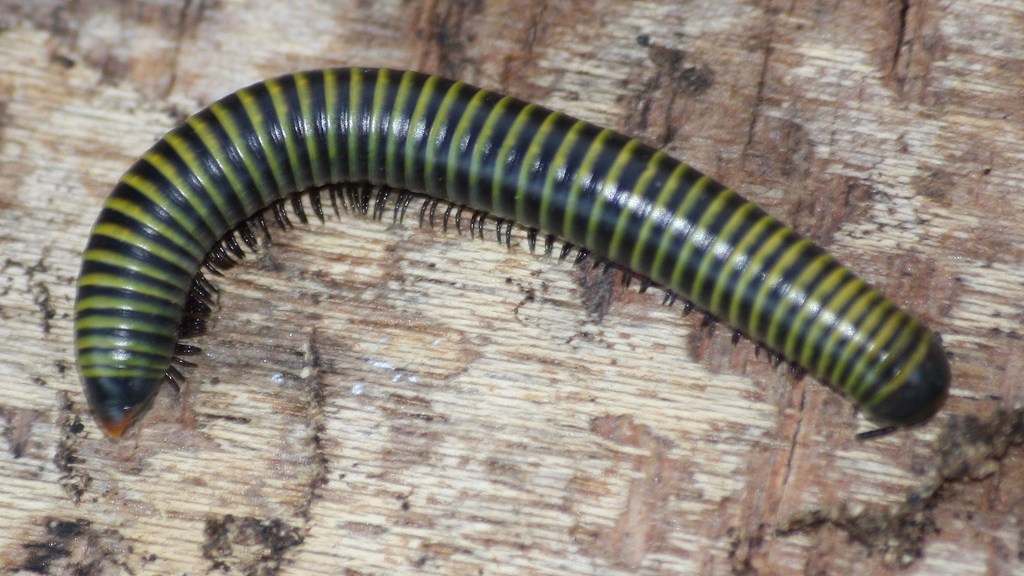 Millipedes are natural insect repellant -- and natural hallucinogens