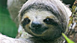 The greatest mystery of sloth pooping has been solved | Grist